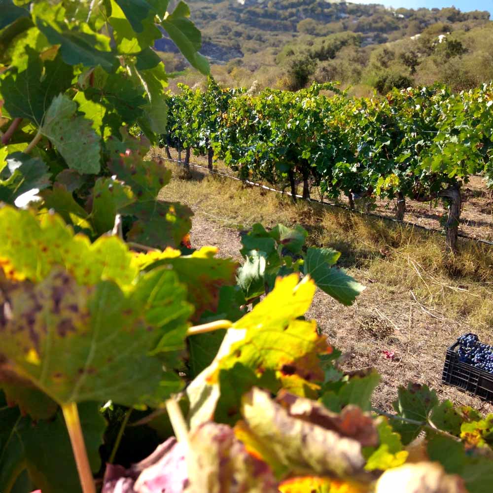 Excursiones – Sendeando